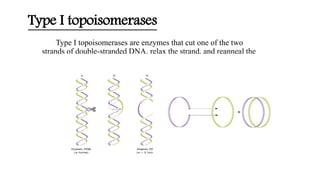 Dna supercoiling and role of topoisomerases | PPTX