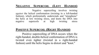 Dna supercoiling and role of topoisomerases | PPTX