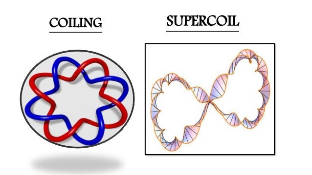 Dna supercoiling and role of topoisomerases