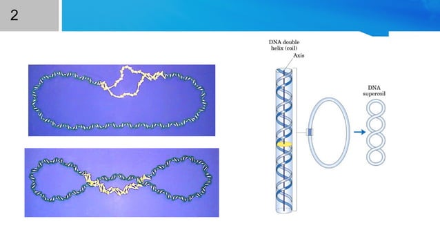 dnasupercoilingfinal-1811jbj10144717.pptx