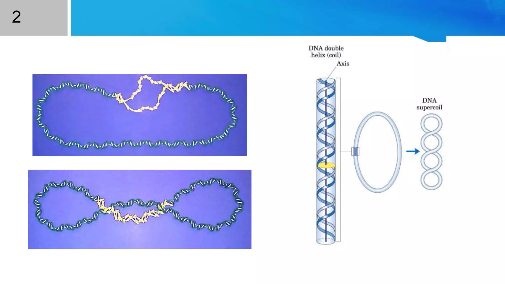 DNA Supercoiling | PPTX
