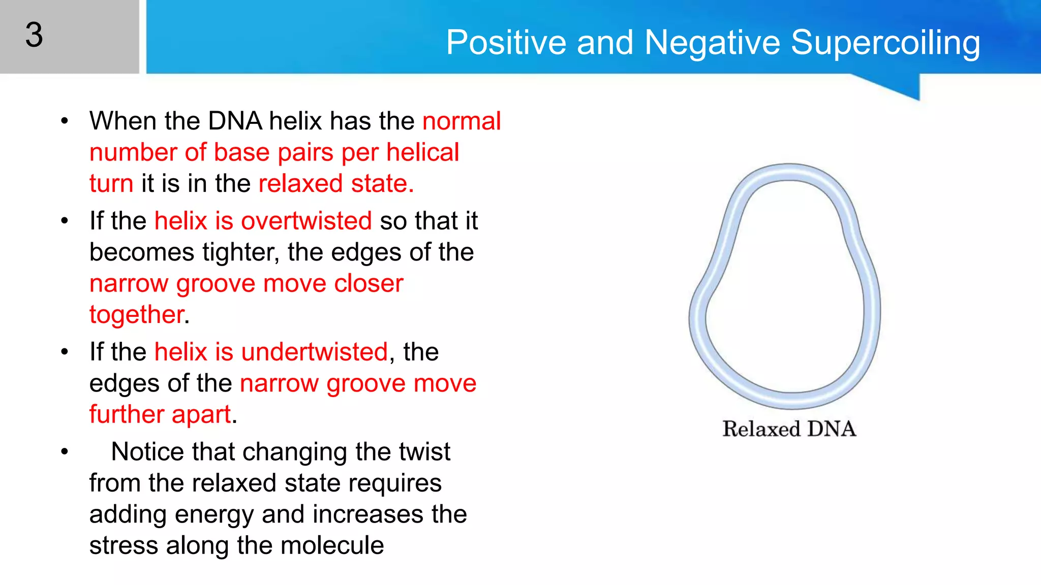 DNA Supercoiling | PPTX