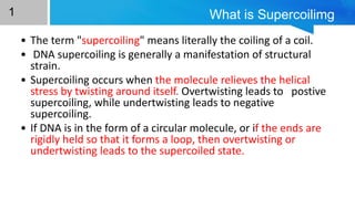 DNA Supercoiling | PPTX