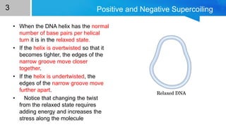 DNA Supercoiling | PPTX