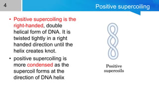 DNA Supercoiling | PPTX | Chemistry | Science