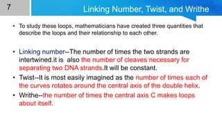 DNA Supercoiling | PPTX