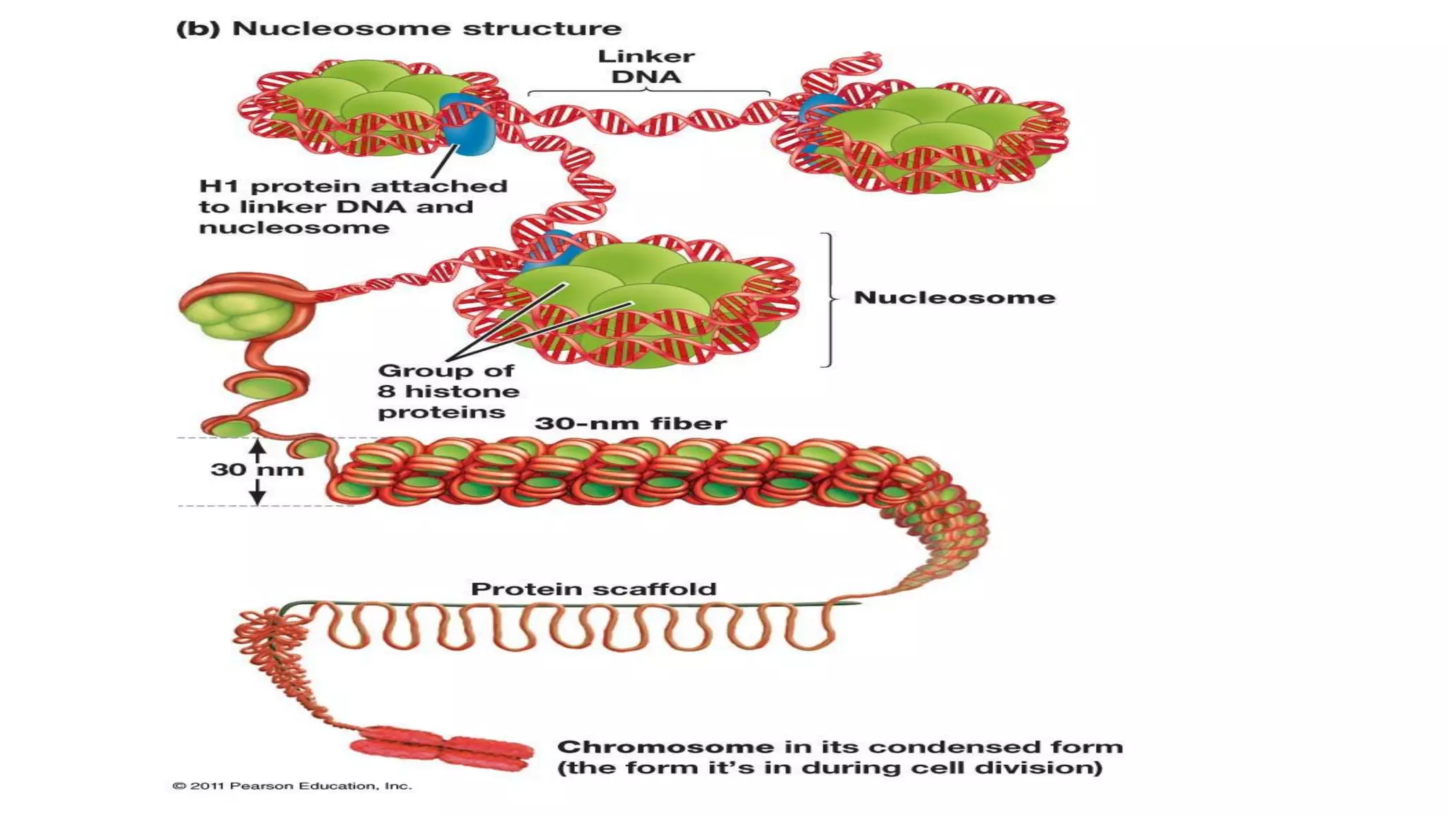 DNA supercoiling ppt pdf | PPT