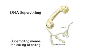 DNA supercoiling ppt pdf | PPT