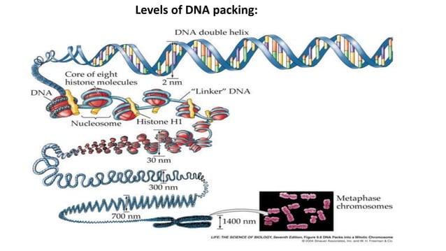 DNA supercoiling ppt pdf | PPT