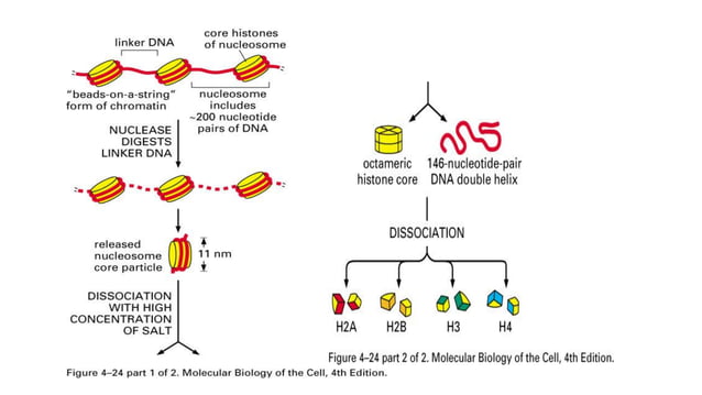 DNA supercoiling ppt pdf | PPT