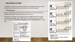 DNA Synthesis and repair basic science oncology | PPT