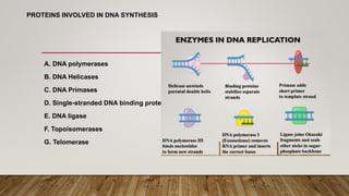 DNA Synthesis and repair basic science oncology | PPT