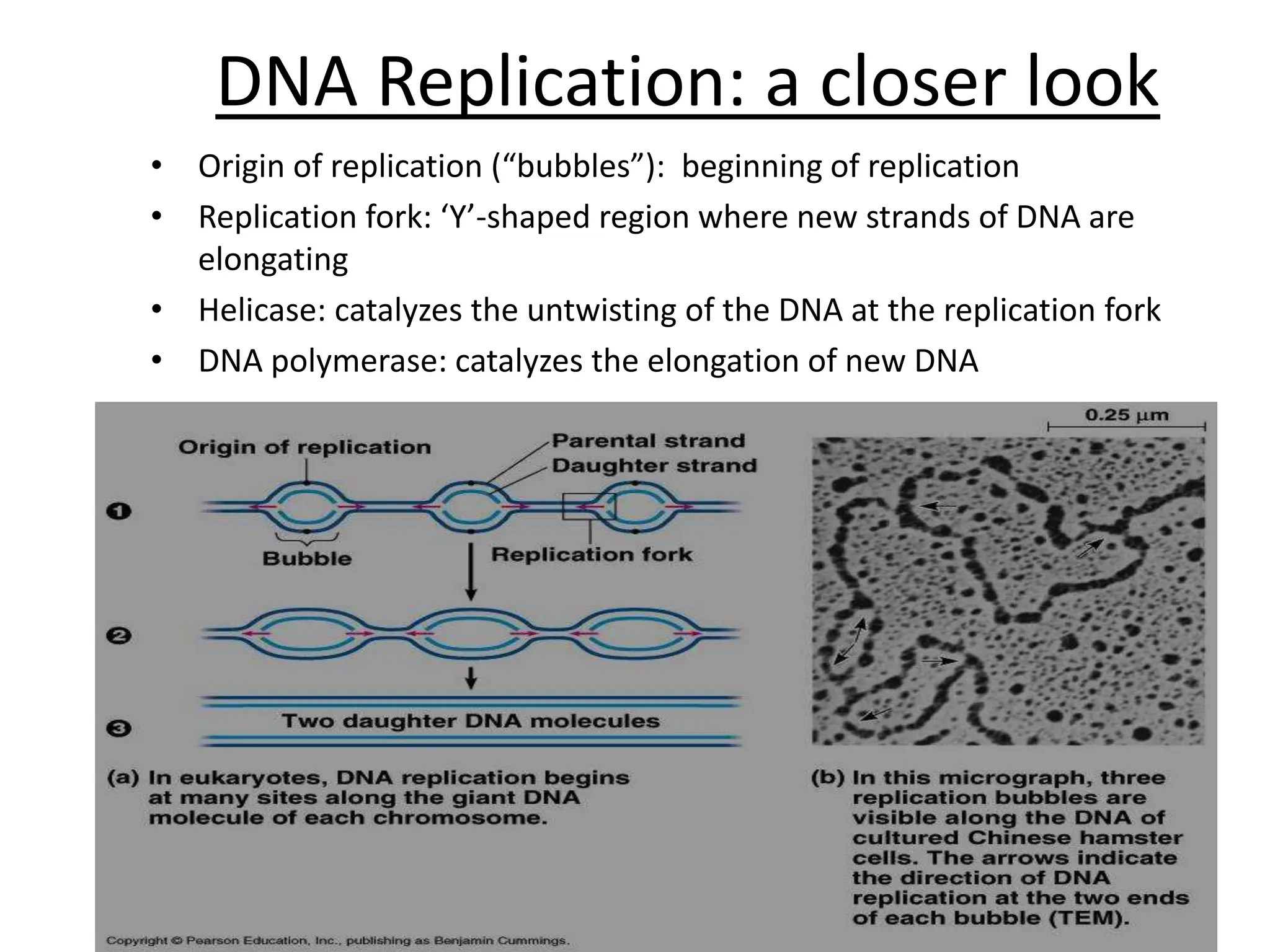 DNA Synthesis.pptx | Chemistry | Science