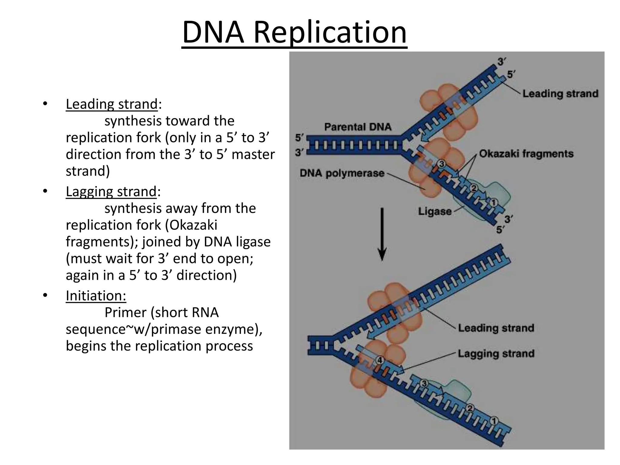 DNA Synthesis.pptx | Chemistry | Science