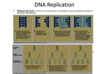 DNA Synthesis.pptx