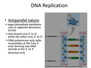 DNA Synthesis.pptx | Chemistry | Science