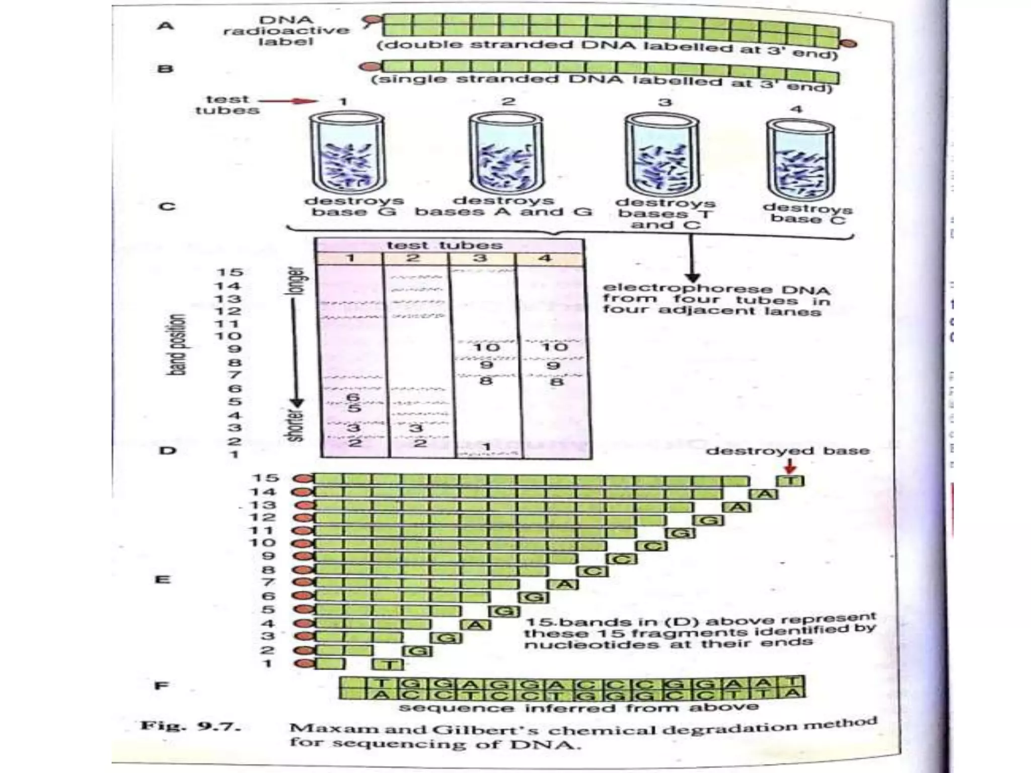 Dna synthesis & sequencing | PPTX