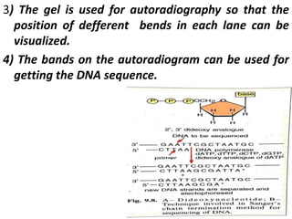 Dna synthesis & sequencing | PPTX