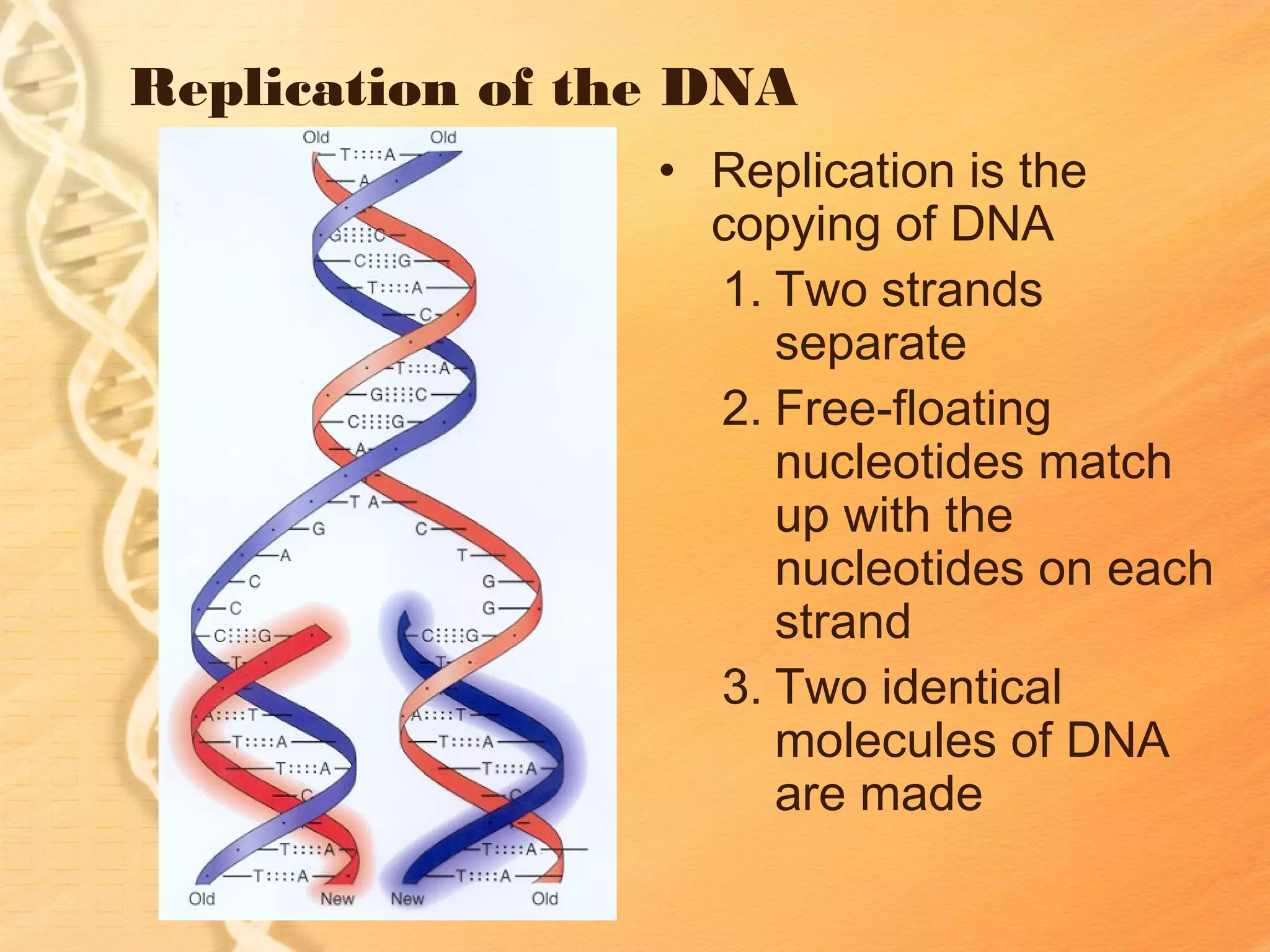DNA for Middle School Science | PPT