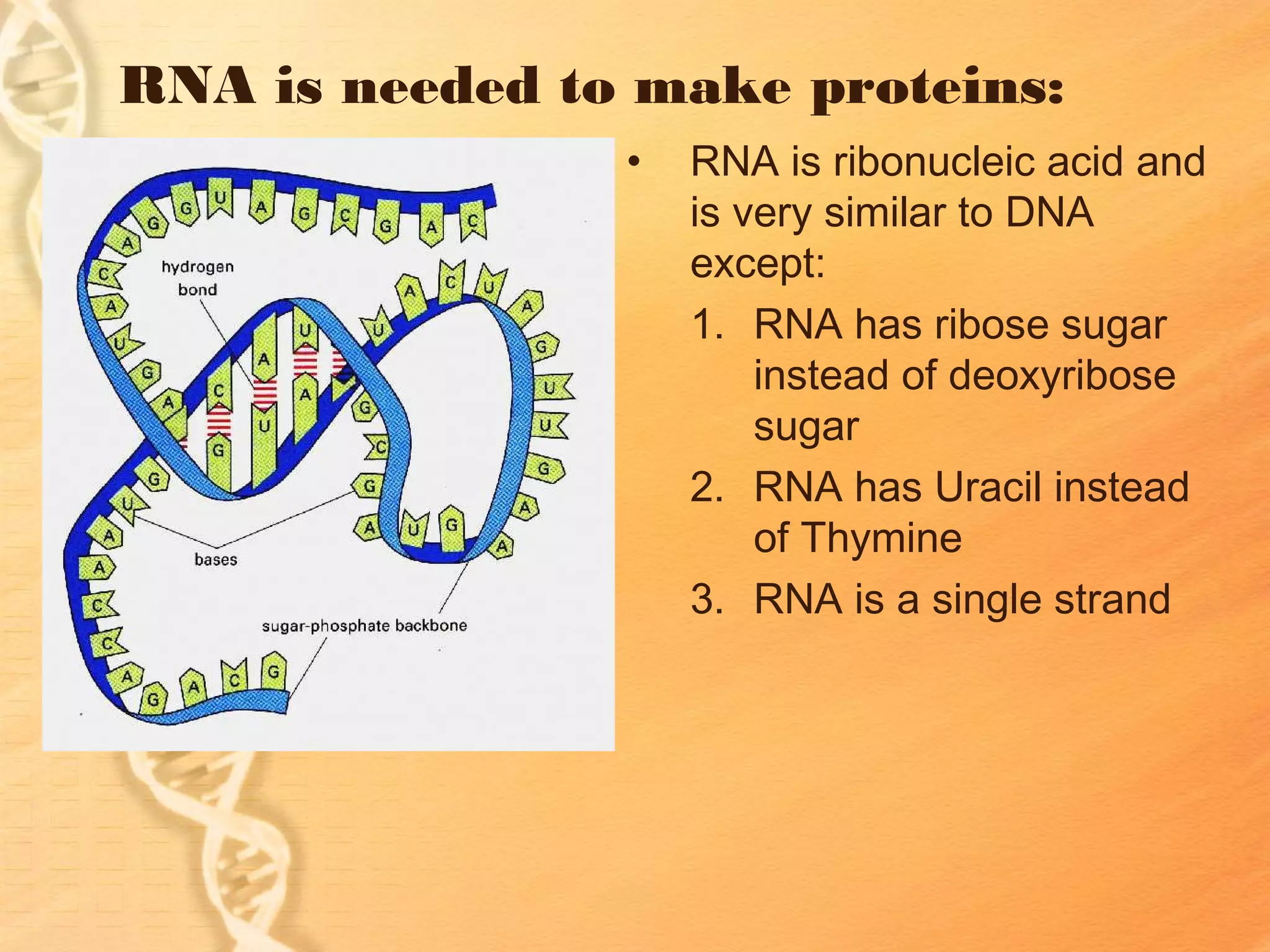 DNA for Middle School Science | PPT