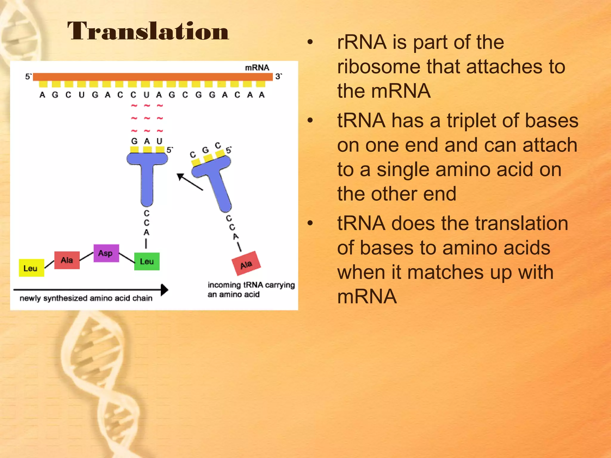 DNA for Middle School Science | PPT