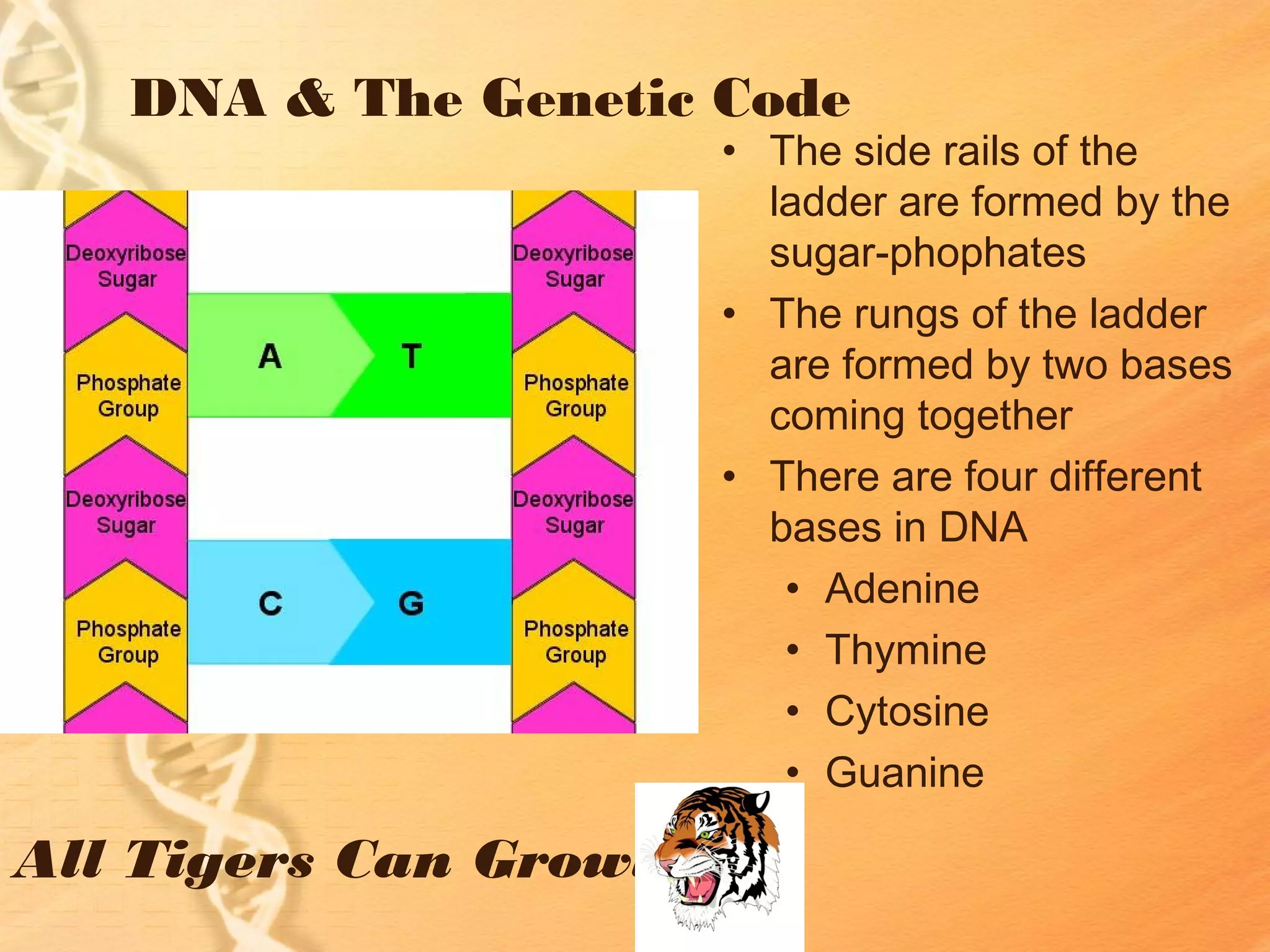 DNA for Middle School Science | PPT