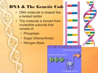 DNA for Middle School Science | PPT