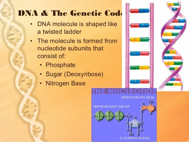 DNA for Middle School Science