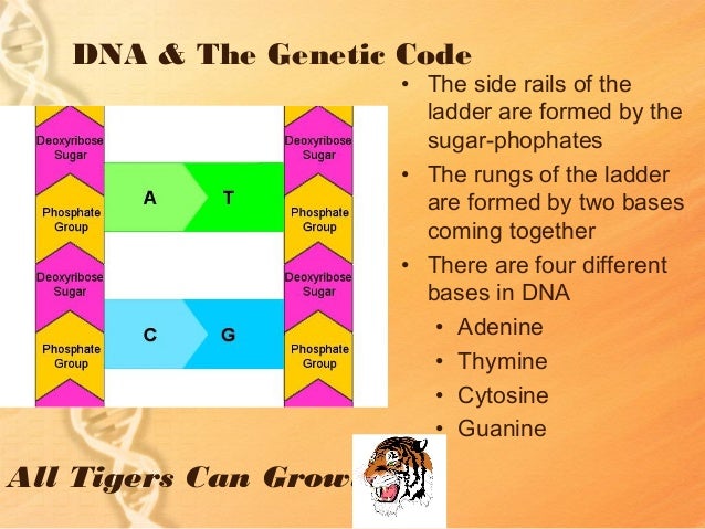 Mutation Worksheets For Middle School