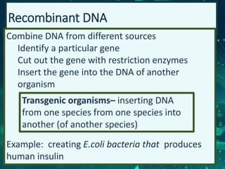 DNA Technology 2: Genetic Engineering | PPTX | Agriculture | Industries