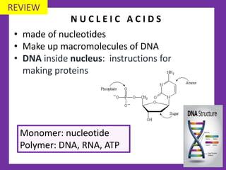 DNA Technology Notes | PPTX