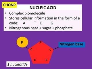 DNA Technology Notes | PPT