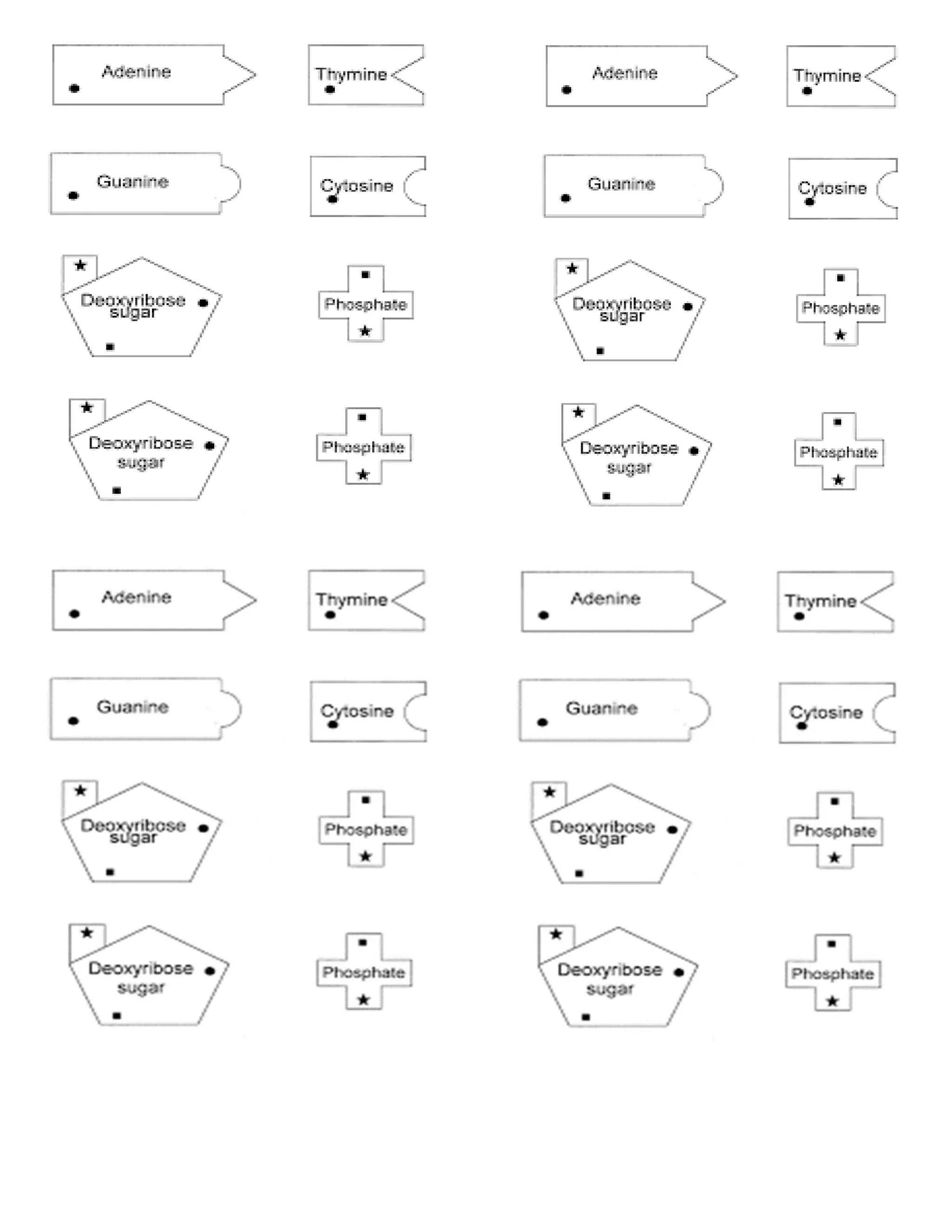 DNA Template Learning Activity Sheet.docx