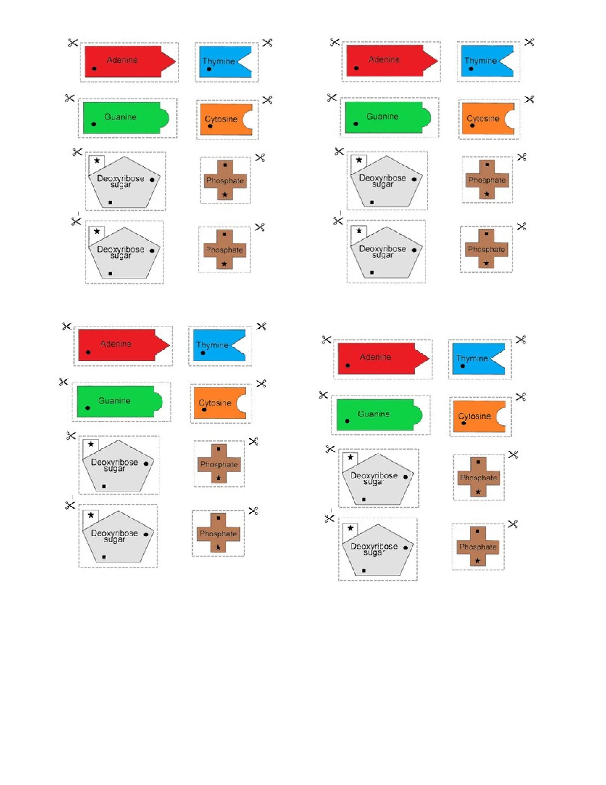 DNA Template Learning Activity Sheet.docx