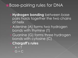 Base Pairing Rules Definition