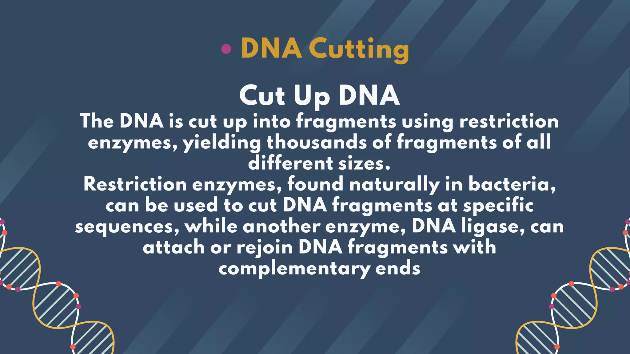 DNA the human body recipe by slidesgo | PPTX