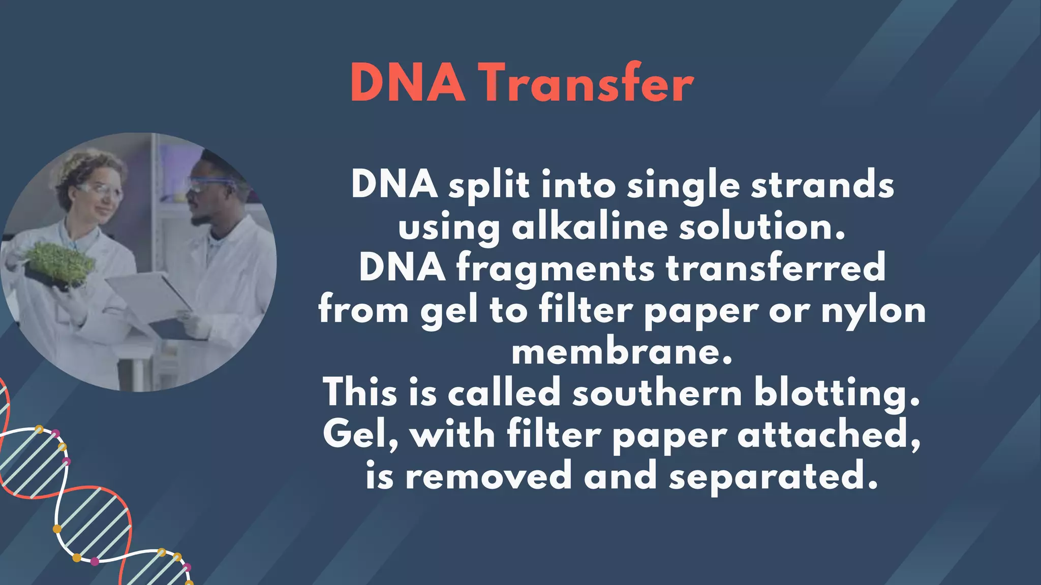 DNA the human body recipe by slidesgo | PPTX