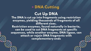DNA the human body recipe by slidesgo | PPTX