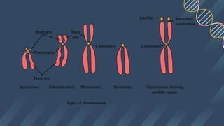 DNA_ The Human Body Recipe by Slidesgo.pptx