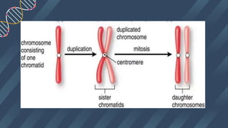 DNA_ The Human Body Recipe by Slidesgo.pptx