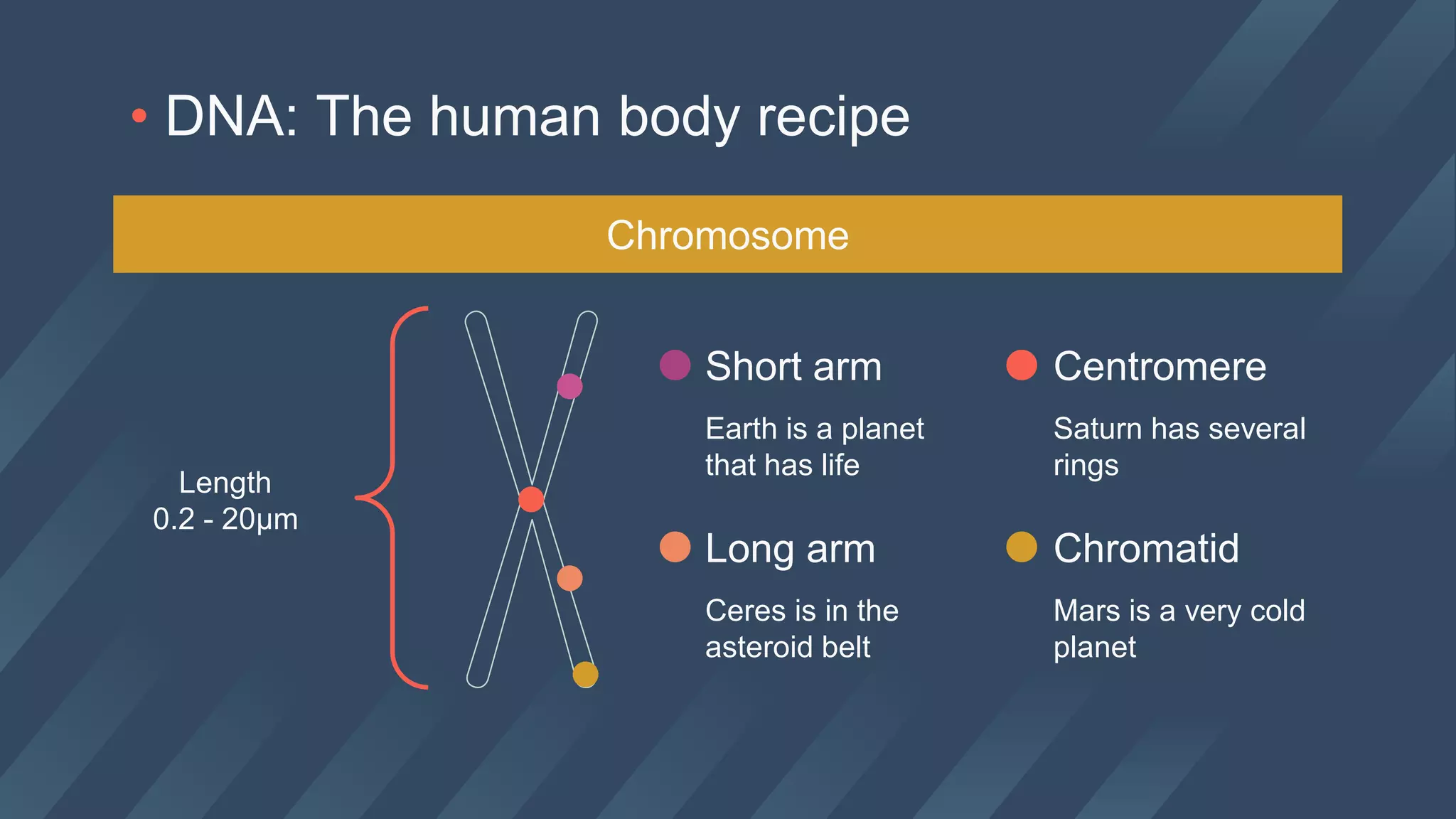 DNA_ The Human Body Recipe Infographics by Slidesgo.pptx