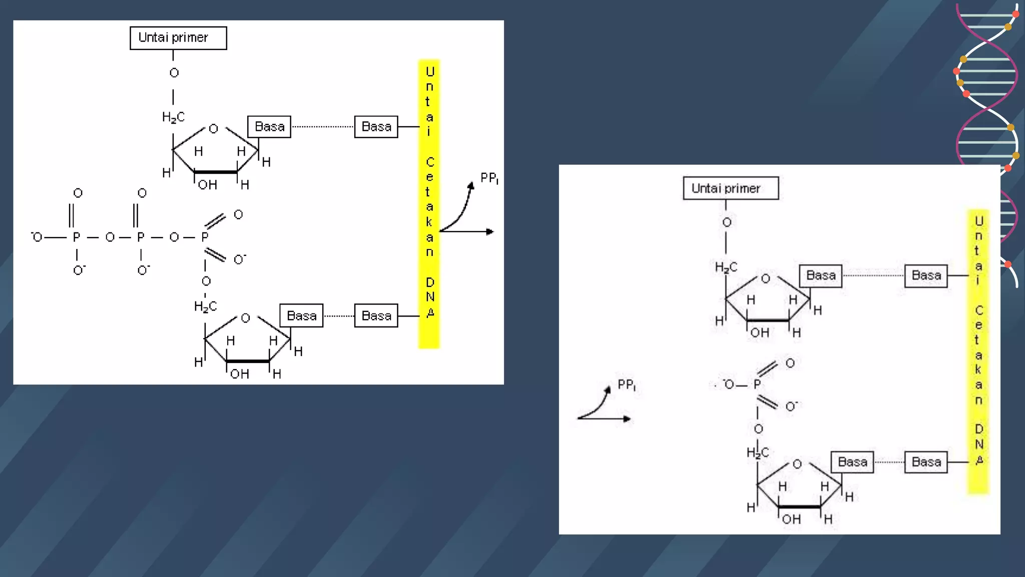 DNA_ The Human Body Recipe Infographics by Slidesgo.pptx