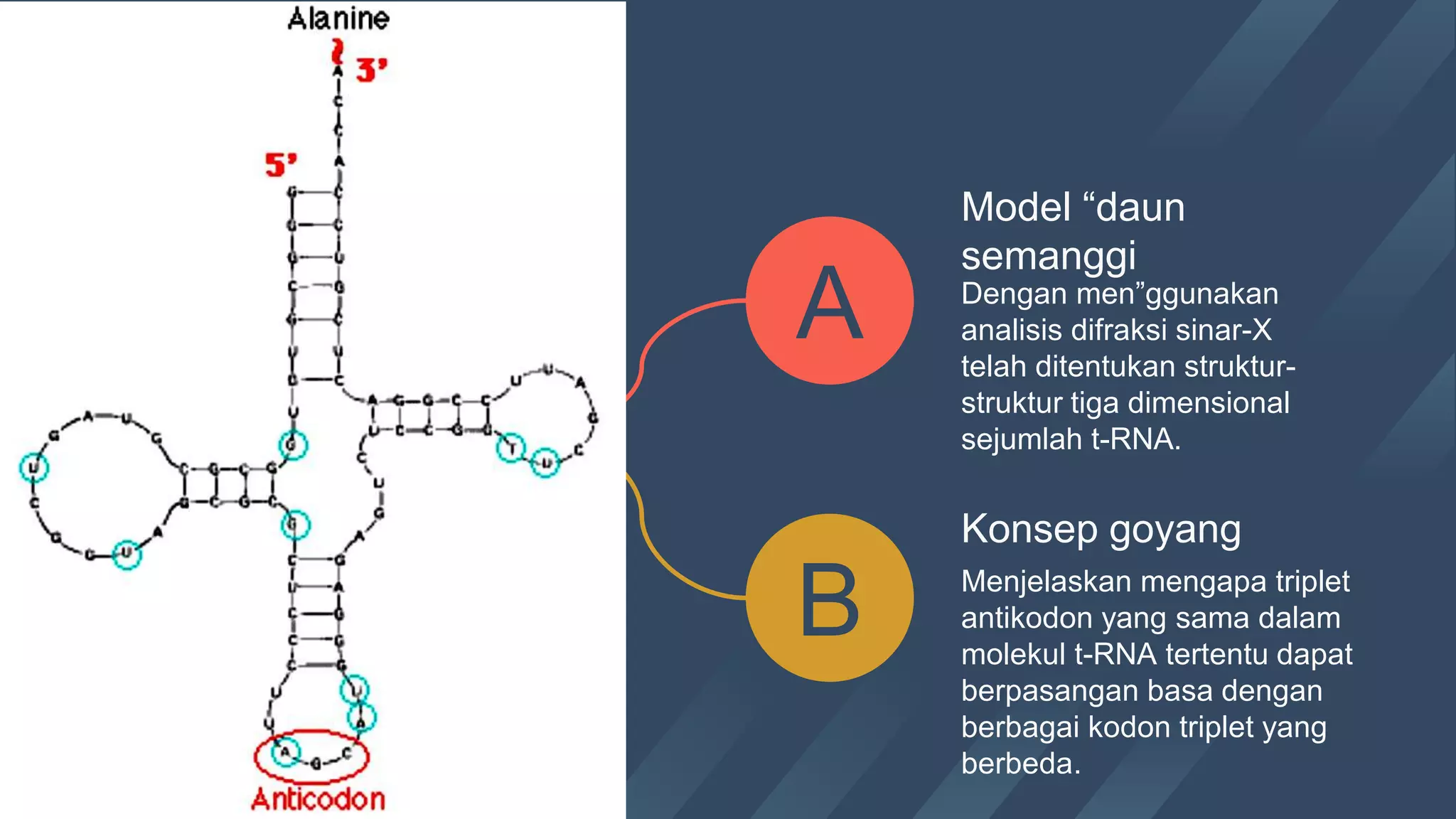 DNA_ The Human Body Recipe Infographics by Slidesgo.pptx