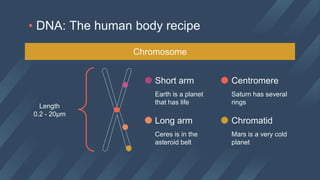 DNA_ The Human Body Recipe Infographics by Slidesgo.pptx