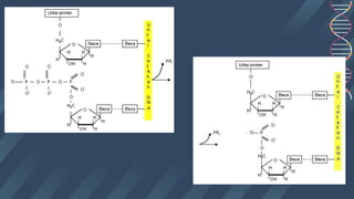 DNA_ The Human Body Recipe Infographics by Slidesgo.pptx