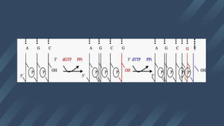 DNA_ The Human Body Recipe Infographics by Slidesgo.pptx