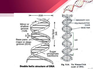 Dna the thread of life watson crick model characteristics 2 | PPTX