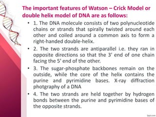 Dna the thread of life watson crick model characteristics 2 | PPT