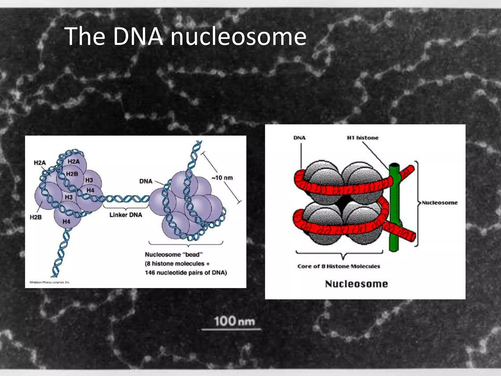 Dna to chromosomes | PPT