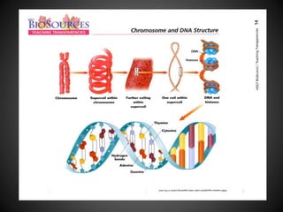 Dna to chromosomes | PPT